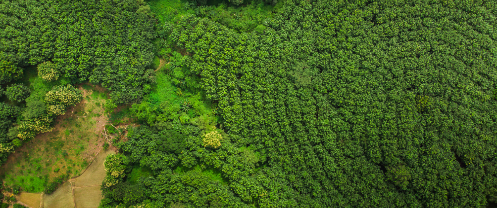Structured Credit: Seeing the Forest for the Trees | InsuranceAUM.com
